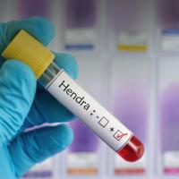 Penyakit Virus Hendra